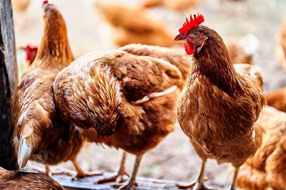 Birds, chickens and poultry | City of Karratha