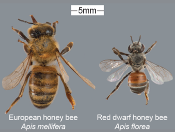 Red Dwarf Honey Bee | City of Karratha