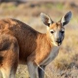 Animals and pets | City of Karratha