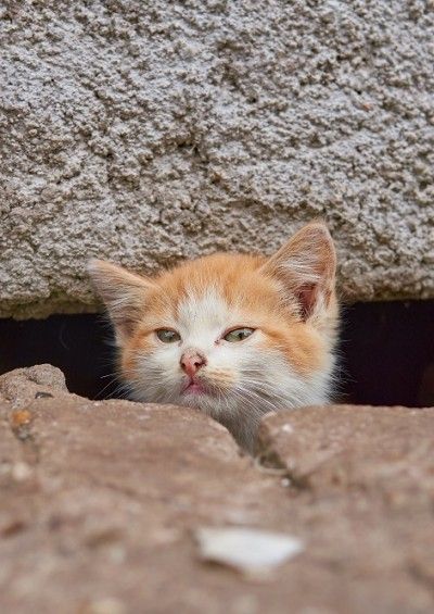 Nuisance or stray cats | City of Karratha