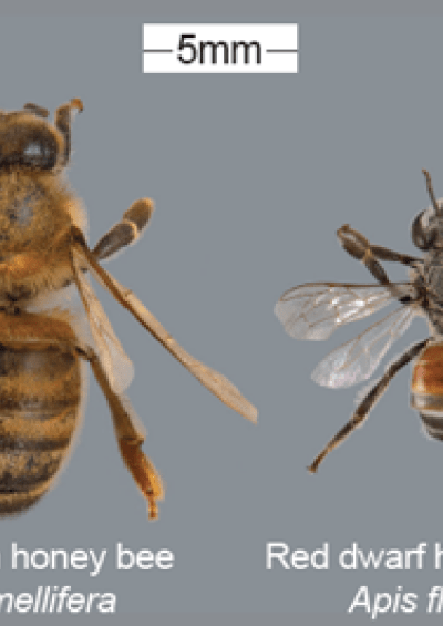 Red dwarf honey bee | City of Karratha